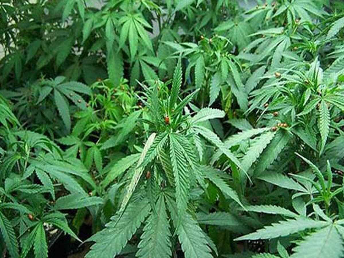 Difference Between Bhang, Ganja & Charas