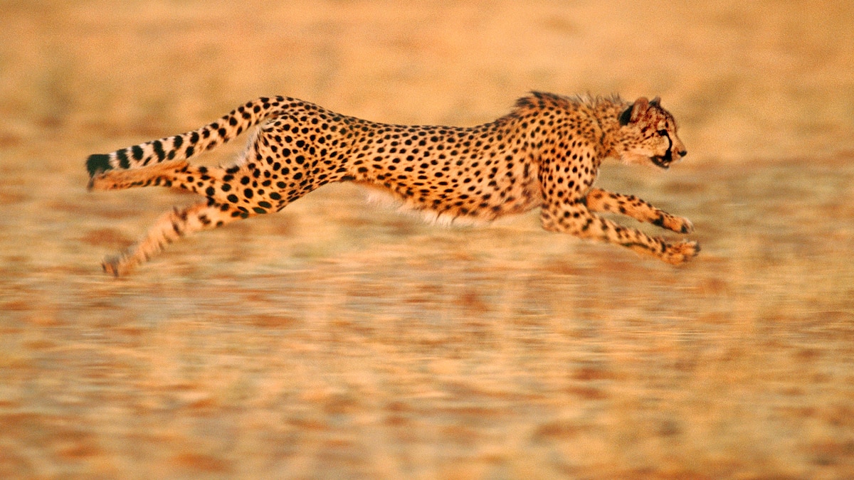 What Makes Cheetah Run So Fast | चीता कैसे तेज दौड़ पाता है