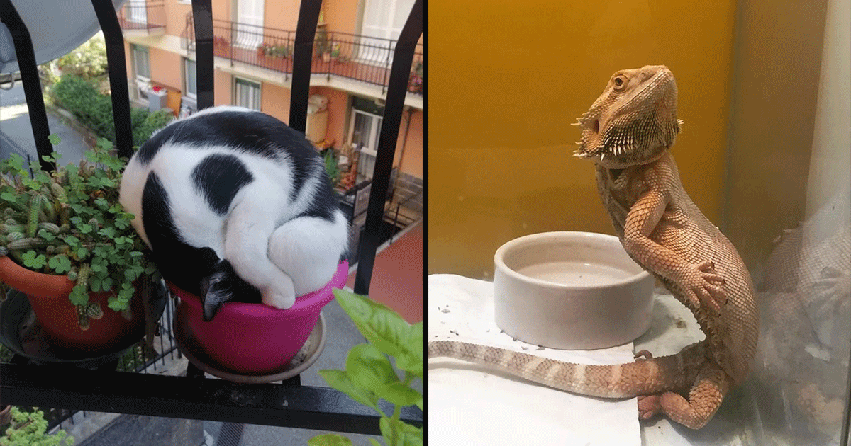 Pictures of funny animals who decided to behave weirdly