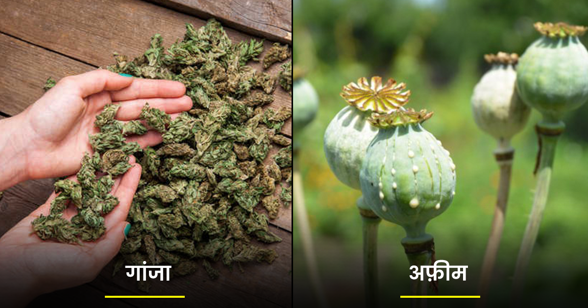 Types Of Drugs: ड्रग्स कितने तरह के होते हैं और कैसे बनते हैं.