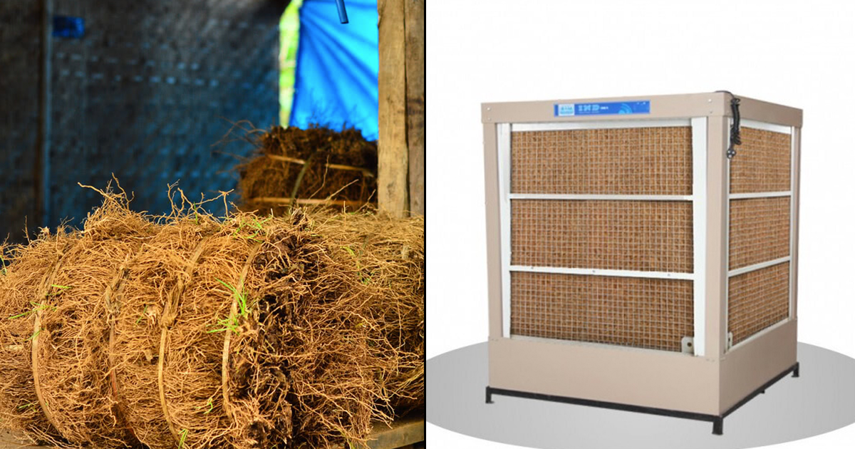 History of Khus which Used in Cooler | खसखस घास का इतिहास