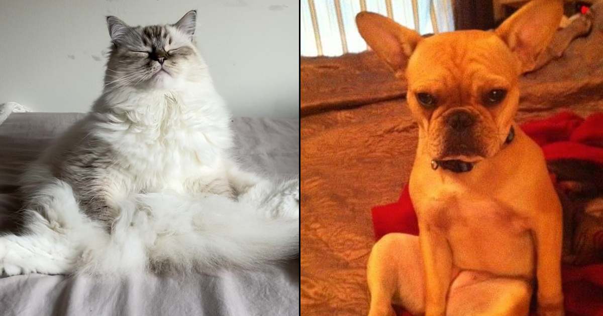 Pet Animals Funny Reactions In Pictures | जानवरों की मज़ेदार फोटो