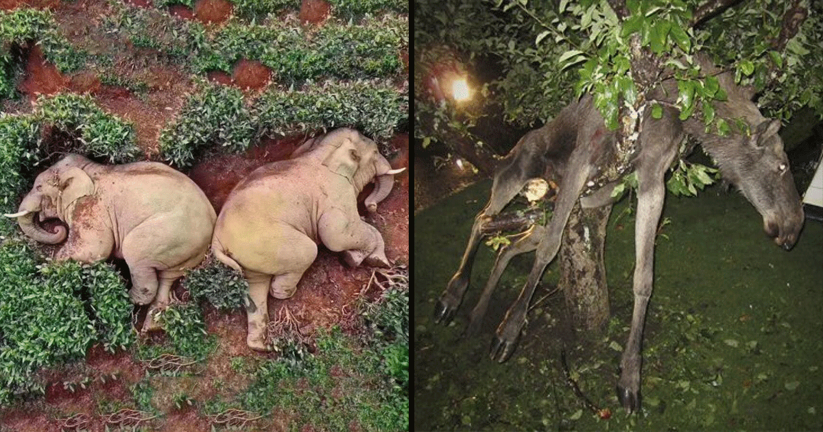 Drunk Animals Shock Humans: ये हैं वो 5 जानवर जिनमें से कोई नशे की हालत ...