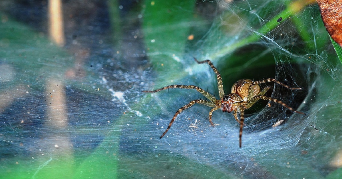 What are spider webs made of | मकड़ी अपना जाल कैसे बनाती है?