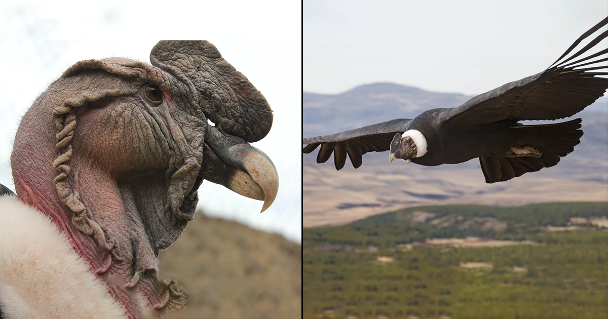 Facts About Biggest Bird Andean Condor: दुनिया के सबसे बड़े पक्षी ...