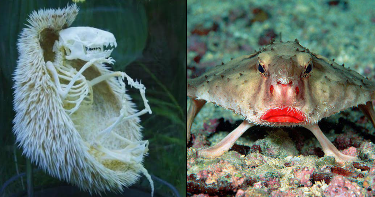 Surprising Things From Nature