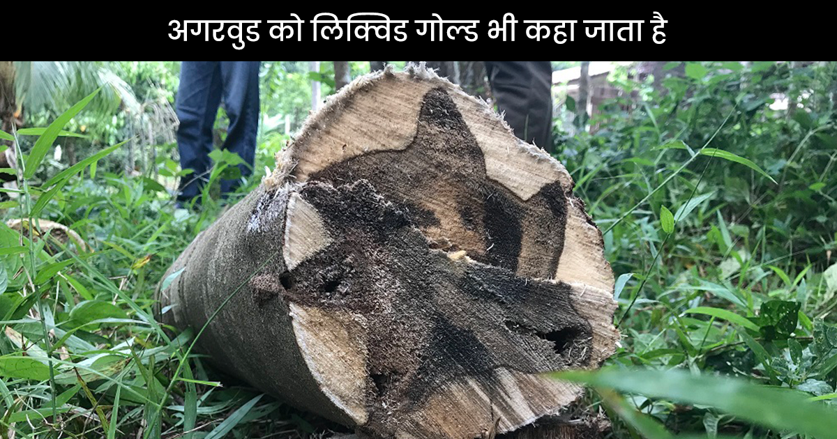 Why Agarwood Is Expensive than Gold In Hindi