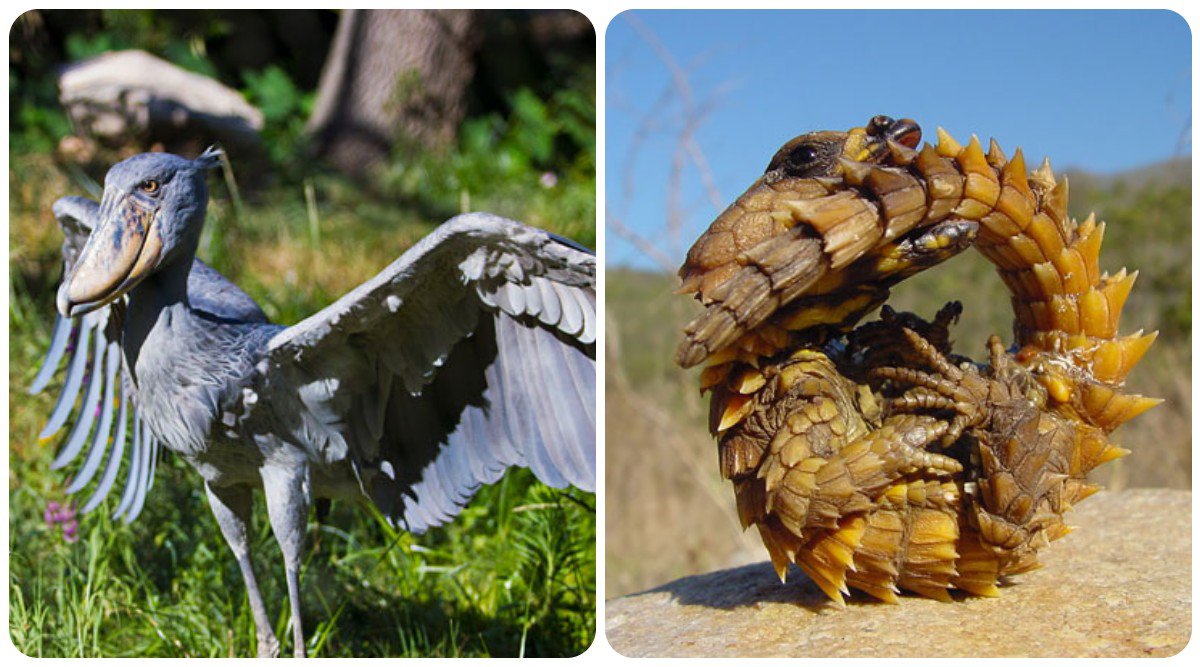 20 Weird Animals You Didn’t Know Exist