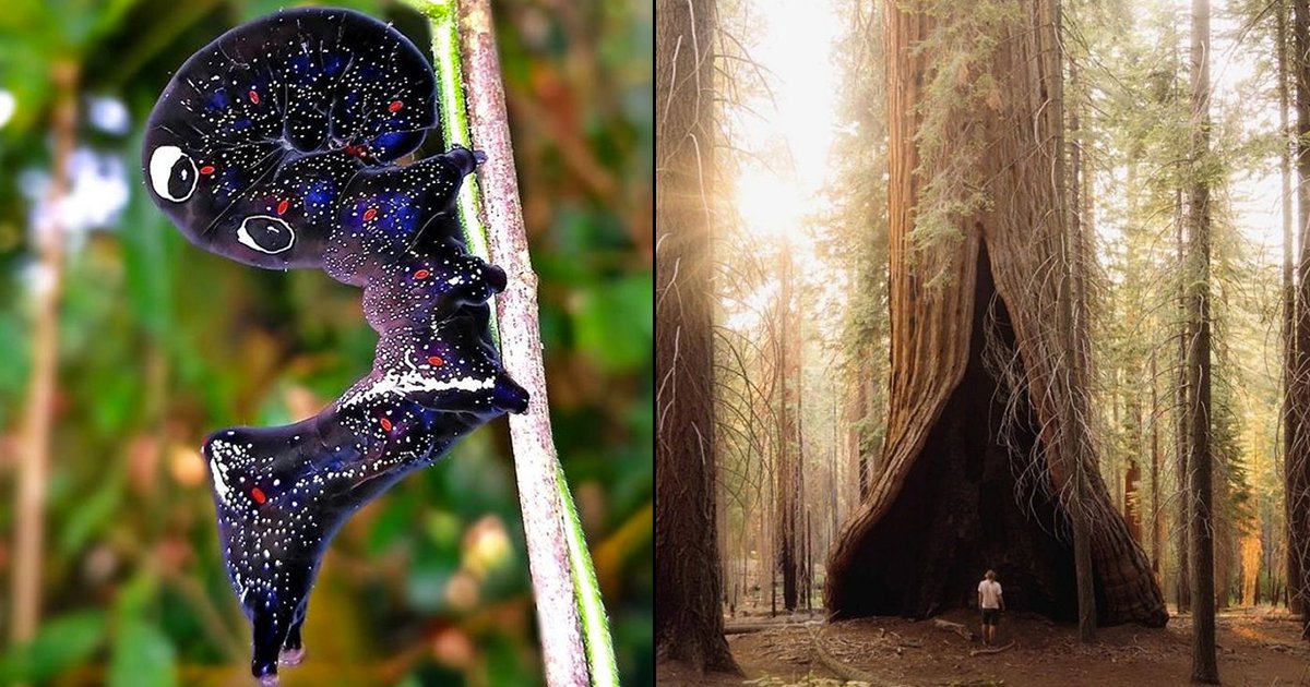 15 Times Nature Stunned Us With Unique Things | प्रकृति की अद्भुत तस्वीरें