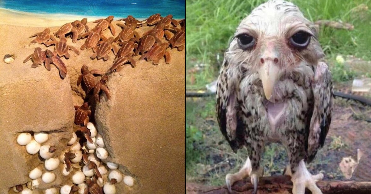 15 Beautiful and Unusual Things Found in Nature | अजीबोगरीब प्रकृति