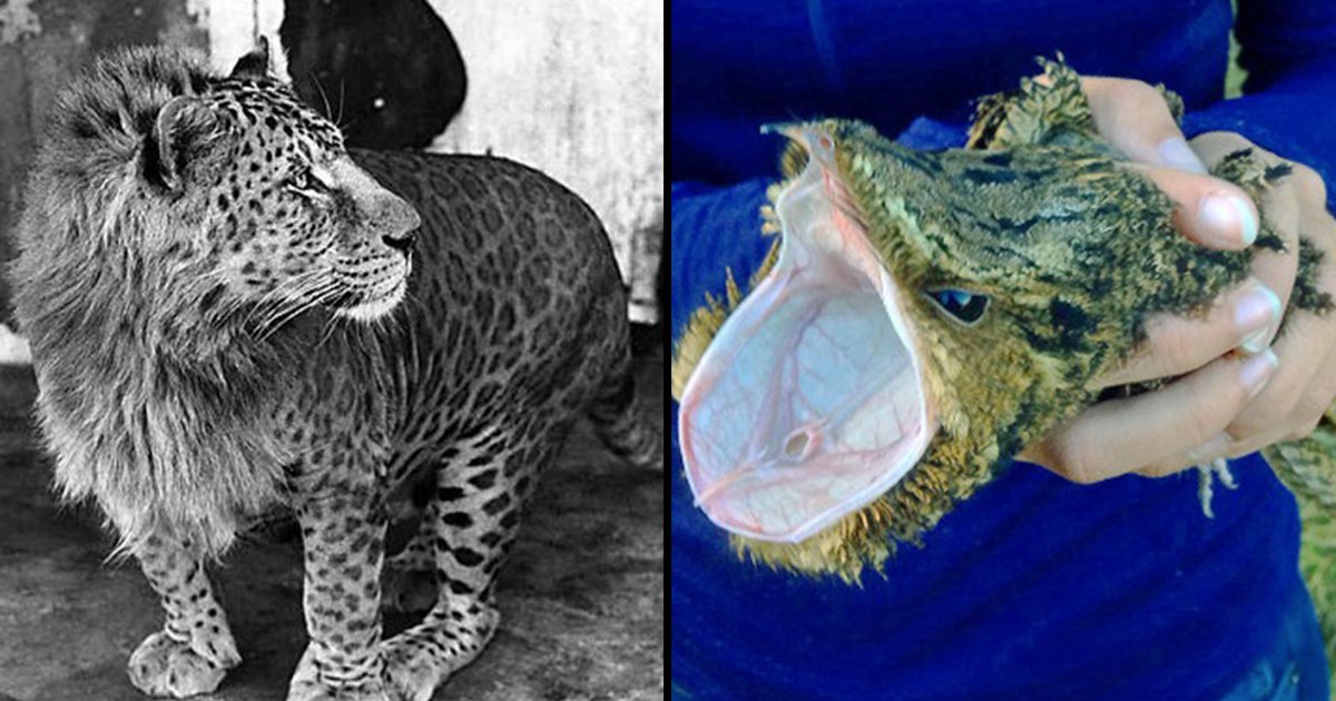 15 Most Strange Things in Nature | प्रकृति में छुपी कुछ अजीबोगरीब चीज़ें