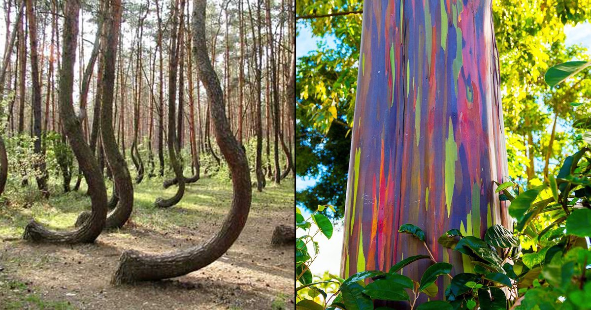 Creepiest Trees Around The World | अनोखे वृक्षों की तस्वीरें