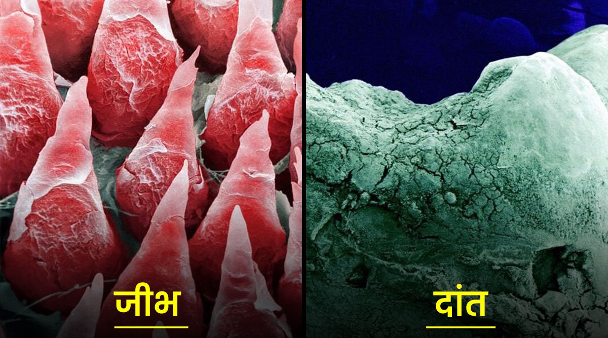 What Human Organs Look Like Under a Microscope