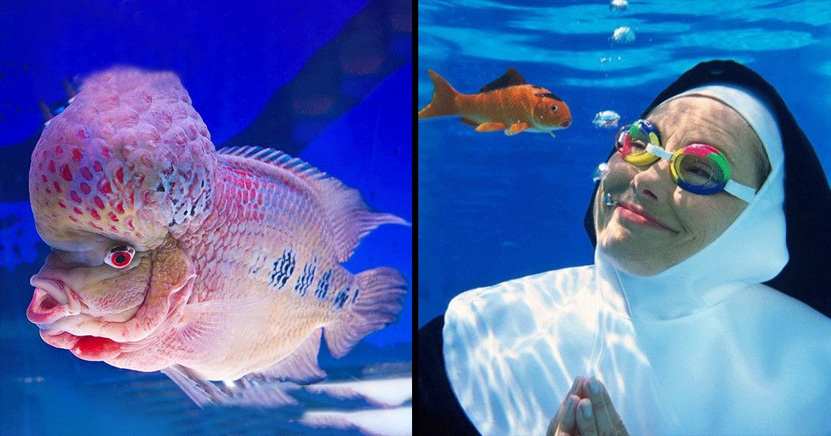 Funny Photos of Ocean Creatures | समुद्री जीवों की फनी तस्वीरें