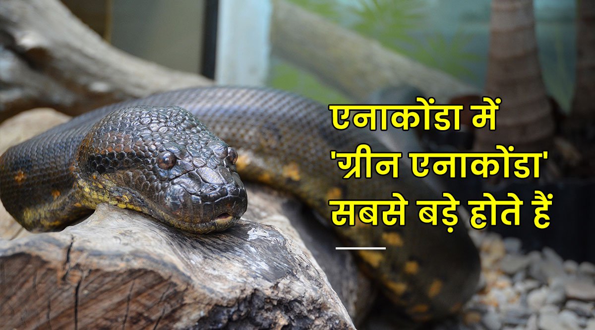 कई जानवर चुनिंदा जीवों को ही अपना शिकार बनाते हैं, लेकिन ऐसा एनाकोंडा ...