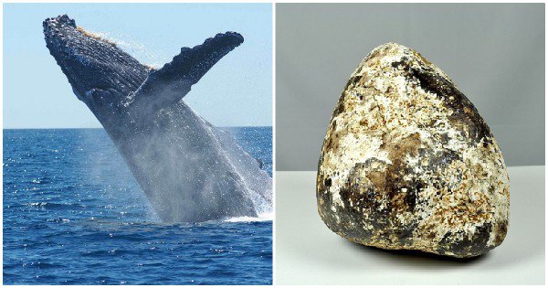 Do you know why a whale's 'vomit' is more valuable than gold?