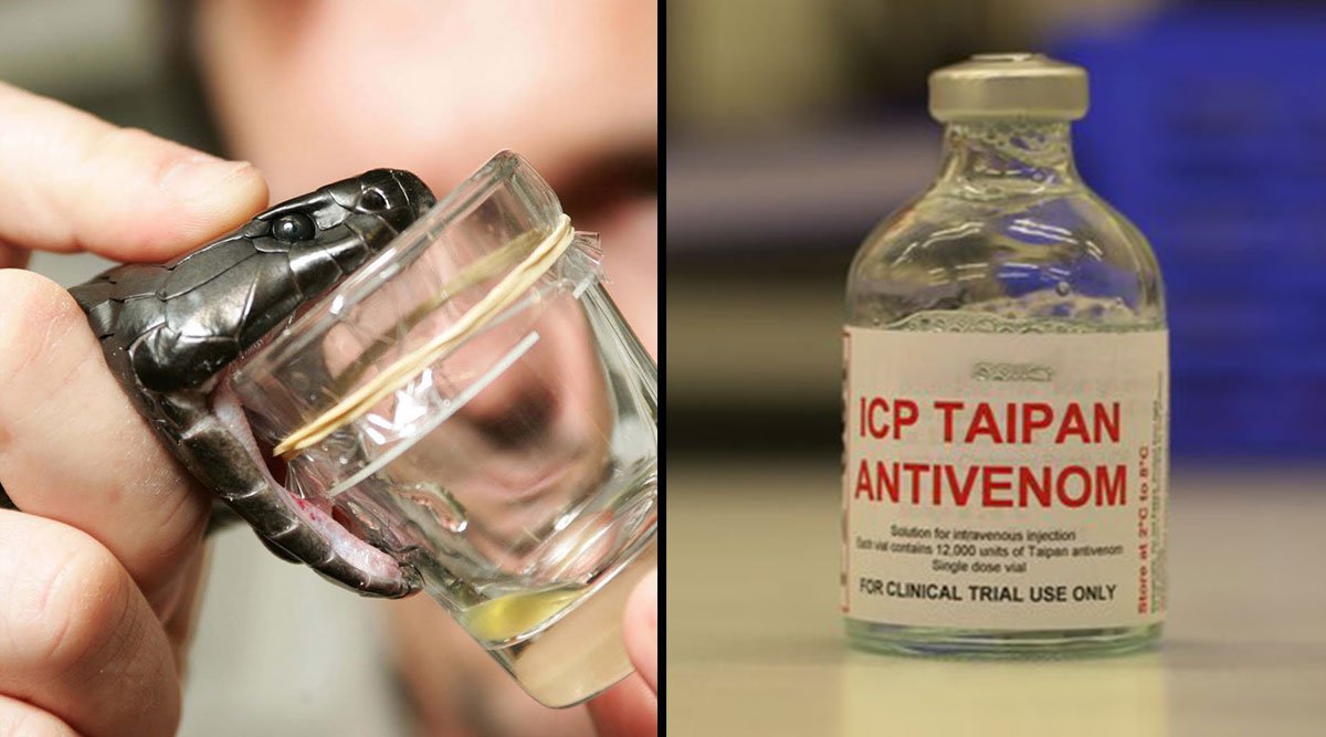 आख़िर कैसे बनती है Snake Poison से दवा