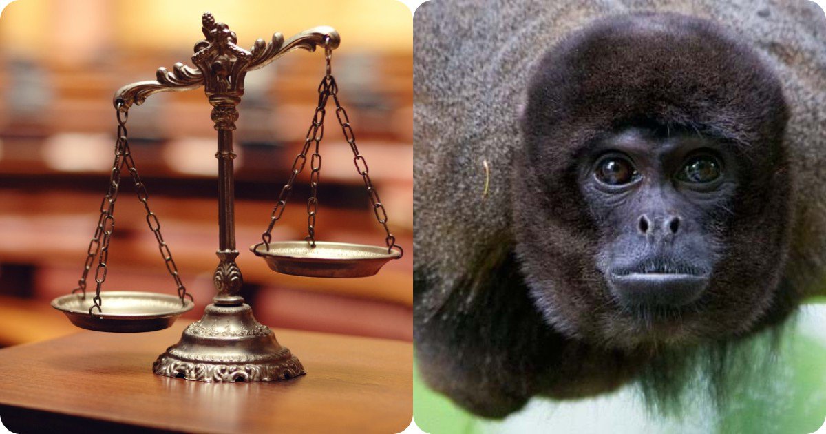 Ecuador Animal Rights, जानवरों को क़ानूनी अधिकार देने वाला देश बना एक्वाडोर