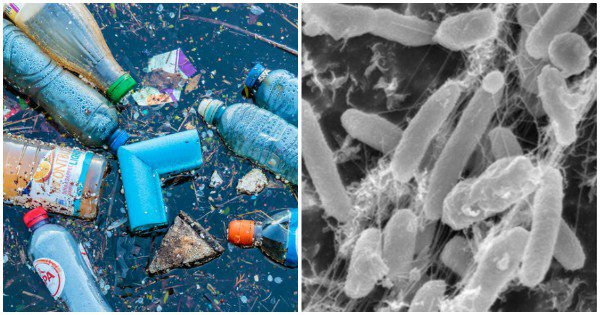 Indian Scientists Discovered Plastic eating Bacteria