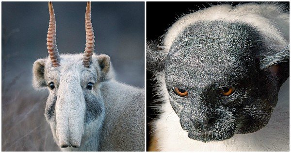 विलुप्त होने की कगार पर खड़े इन जीवों की ये शायद आखिरी तस्वीर है और ...