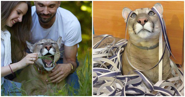 zoo rescued puma house cat in russia. जंगलों से निकल कर कितने शान की ...