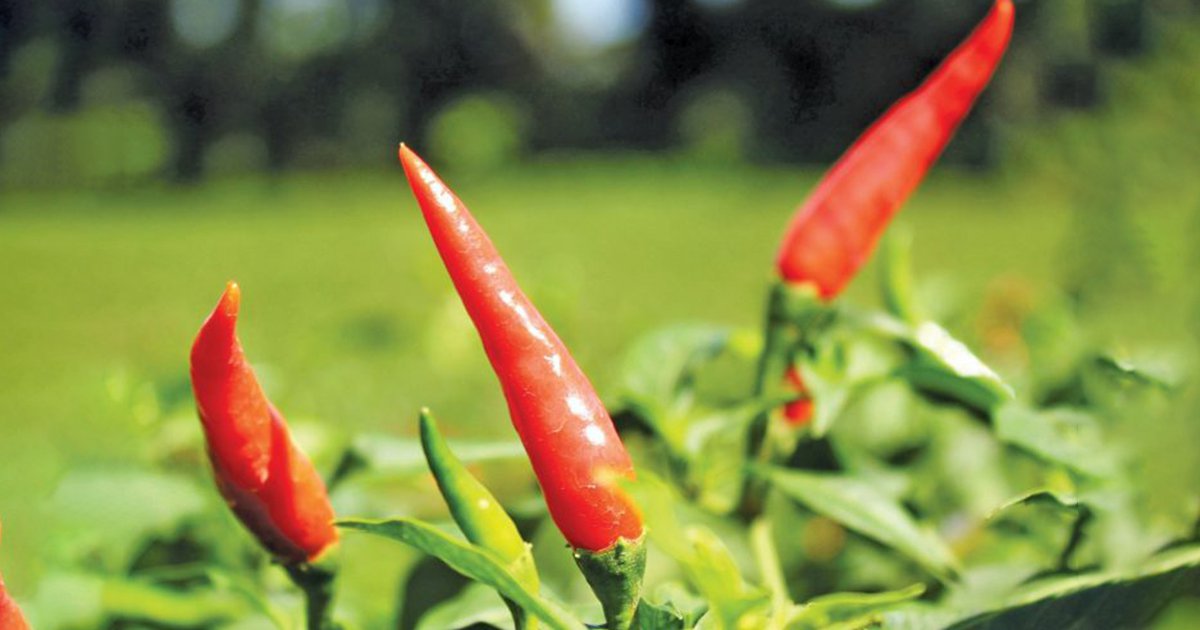 Chilli: भारत में जमकर खाई जाने वाली और उगाई जाने वाली मिर्च भारत की ...