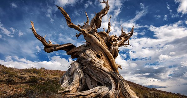 Methuselah: The 4,851 Year Old Tree