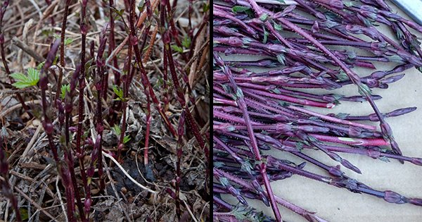 the most expensive vegetable of the world