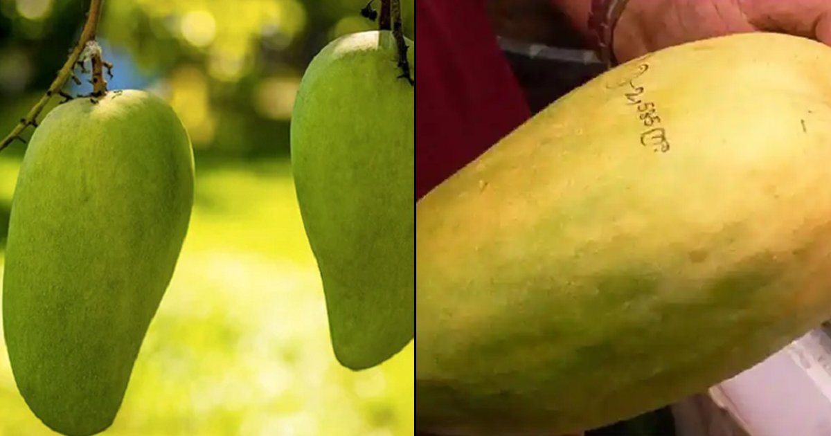 Noorjahan Mango 'The Queen of Mangos', आमों की मलिका 'नूरजहां आम'
