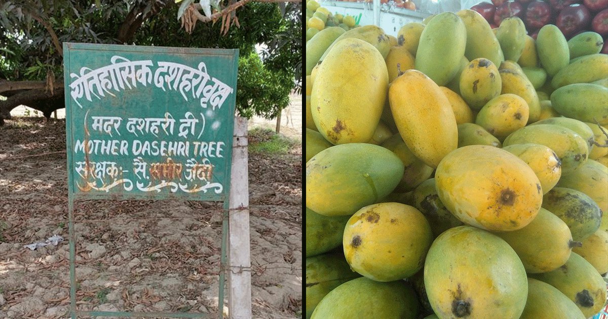 Mother Tree of Dasheri mango in Uttar Pradesh | दशहरी आम का जनक