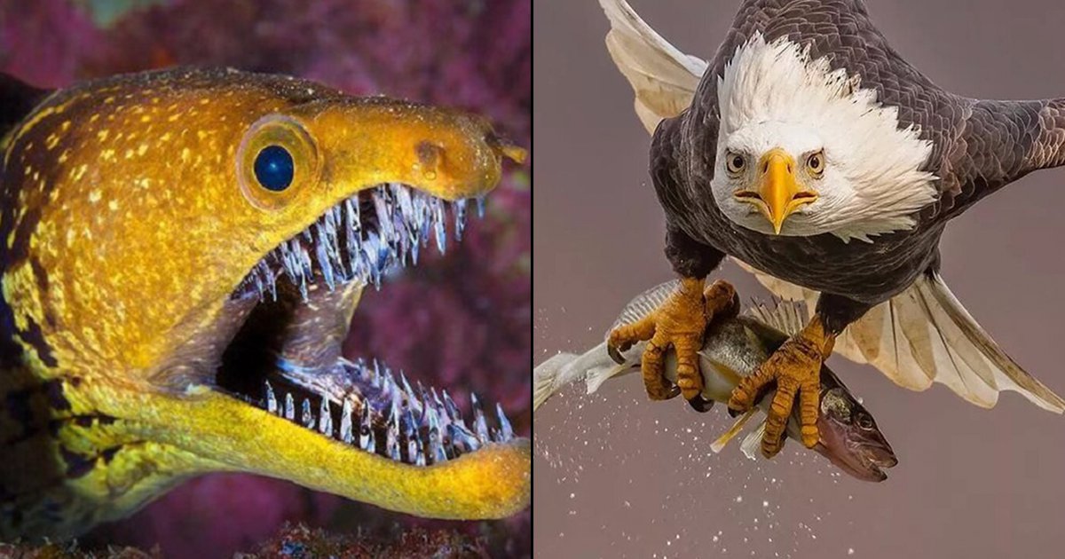 16 Beautiful and Weird things Found in Nature | अजीबोगरीब प्रकृति