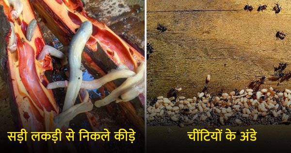 जिन कीड़े-मकोड़ों को देखते ही नाक-भौं सिकोंड़ लोगे, उन्हें इन जगहों में ...