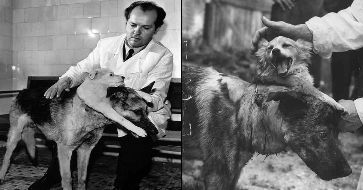 Soviet Scientist Who Made Two-Headed Dog | दो सिर वाले कुत्ते की कहानी