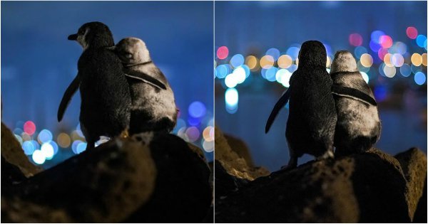 Two Widowed Penguins Overlooking The Melbourne Skyline Together. एक ...
