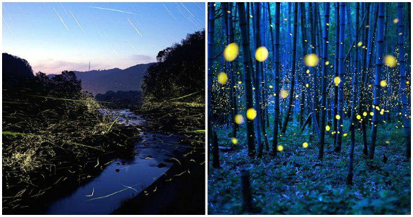 beautiful-view-of-japan-Shikoku Island-full-of-fireflies