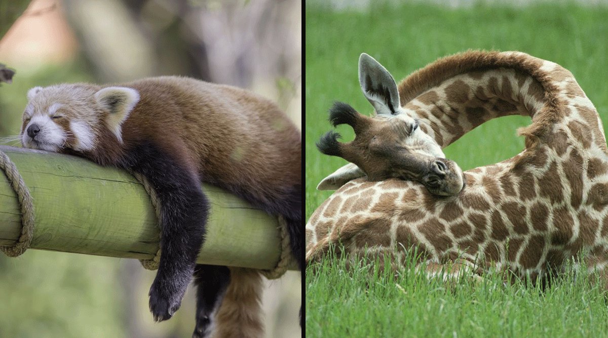 Sleeping Animals
