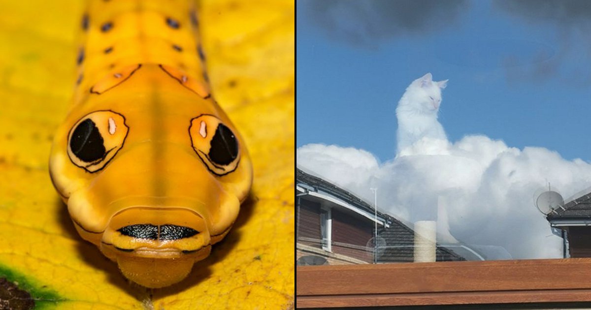 15 confusing pictures illusions | भ्रम पैदा करने वाली तस्वीरें