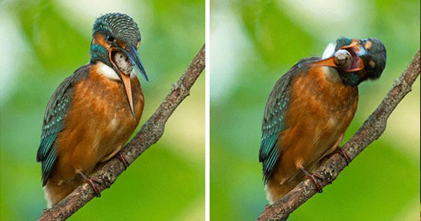 beautiful images of kingfisher captured by a wildlife photographer