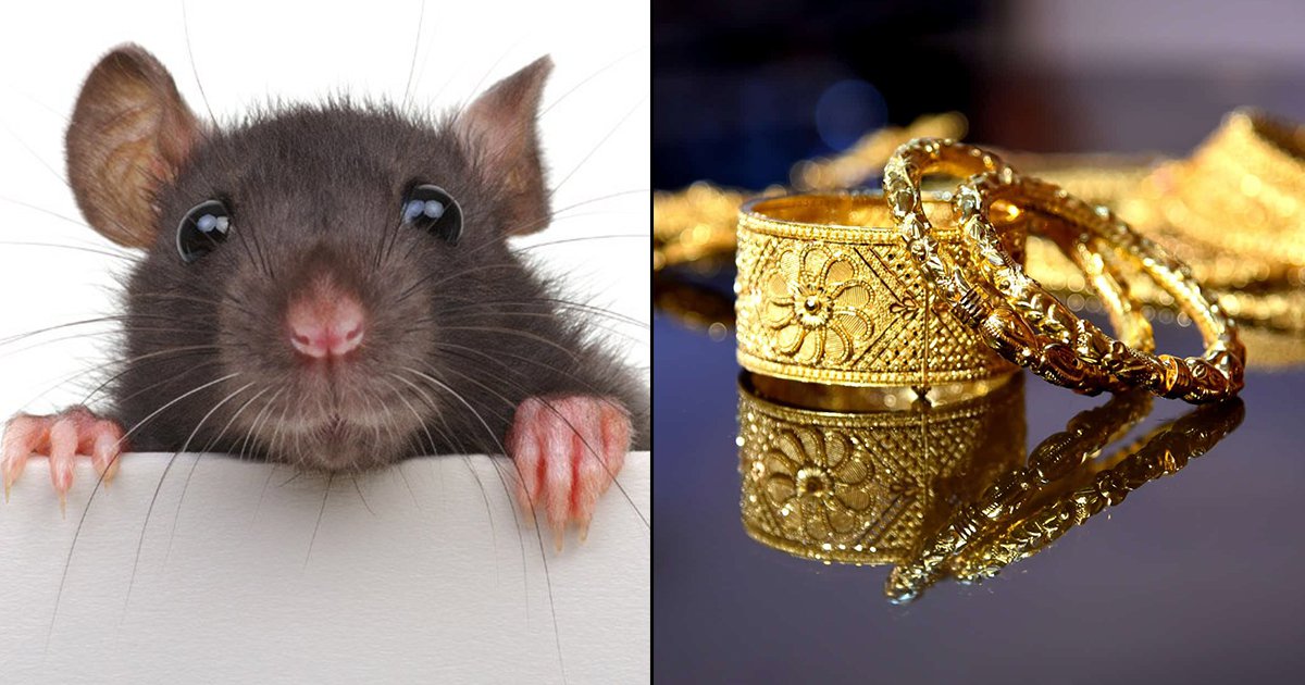 Gold Recovered From Rats In Mumbai: पुलिस ने चूहों से बरामद किया 5 लाख ...