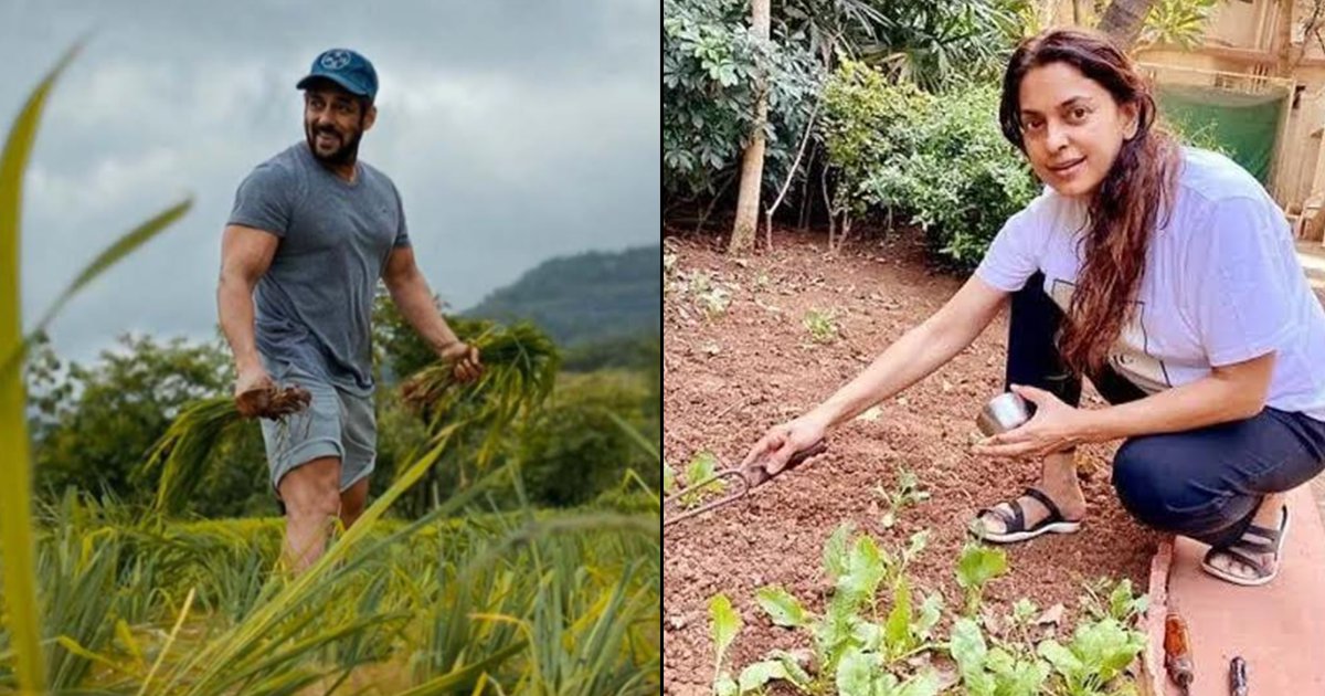 Bollywood Celebs Farming: बॉलीवुड स्टार्स और उनके आर्गेनिक फ़ार्म