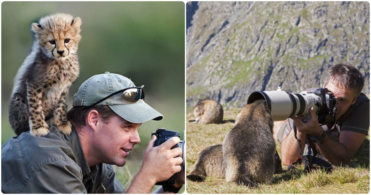 Wildlife photographers taking pictures of animals. बंदूक से कहीं बेहतर ...