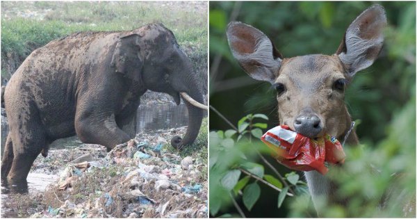 pictures of animals Eating Plastic. जंगल में प्लास्टिक का ढेर.