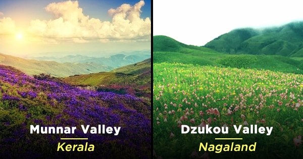 flower valleys in india that you must visit once in a lifetime