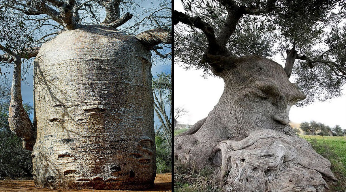 20 Strange trees of unusual shape | धरती पर मौजूद अजीबो-गरीब पेड़ और ...
