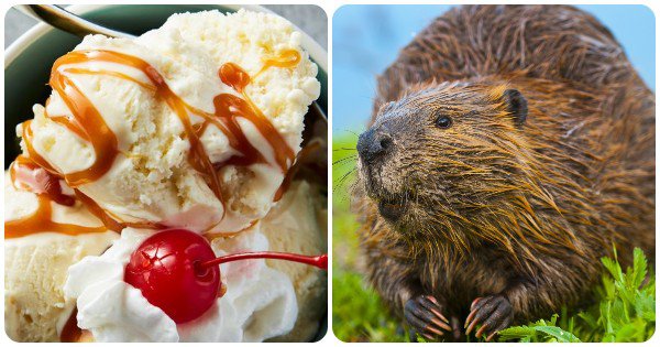 Your favorite vanilla flavor is comes from the beaver's stool.