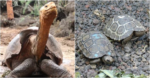 Diego A 100 Year Old Tortoise Has Fathered 800 Babies Since 1960.100 ...