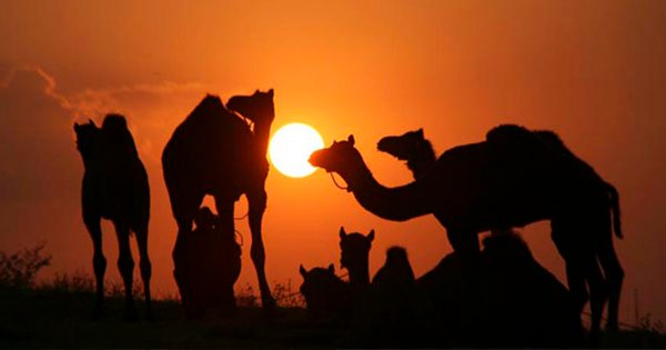 5,000 camels killed in drought hit australia beacuse of drinking too ...