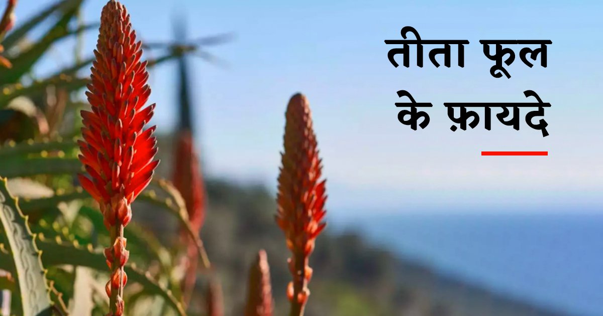 Benefits Of Teeta Phool, तीता फूल के फ़ायदे,