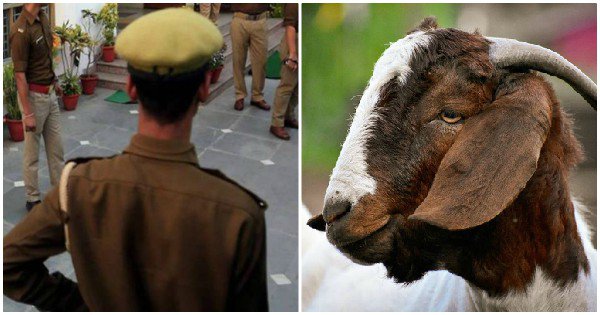 UP police arrested a goat for not wearing a mask.