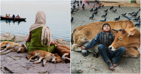 Pictures That Explore The Relationship Between Animals And Humans